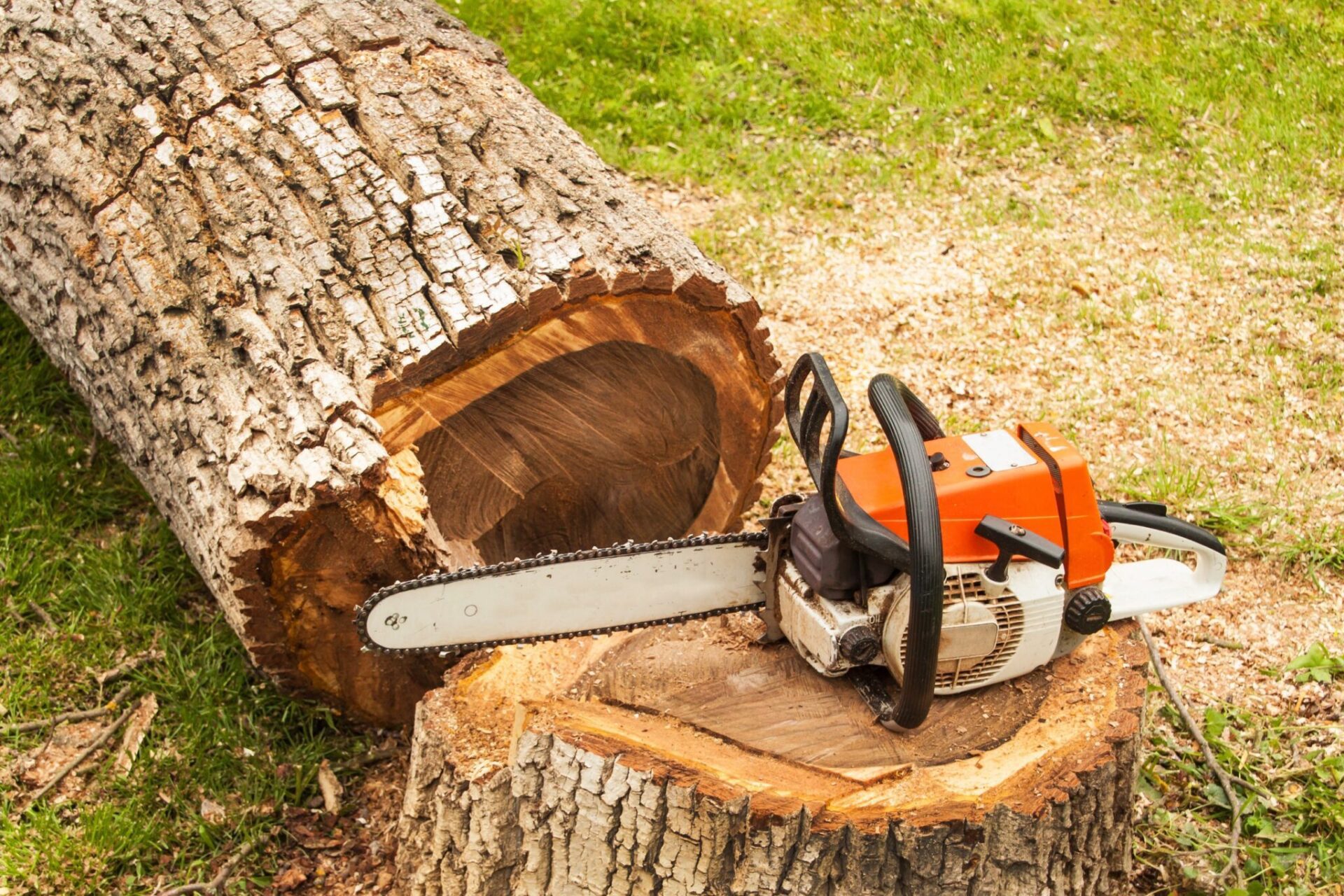 Tree Service | Carribean Tree Service & Landscaping | SC